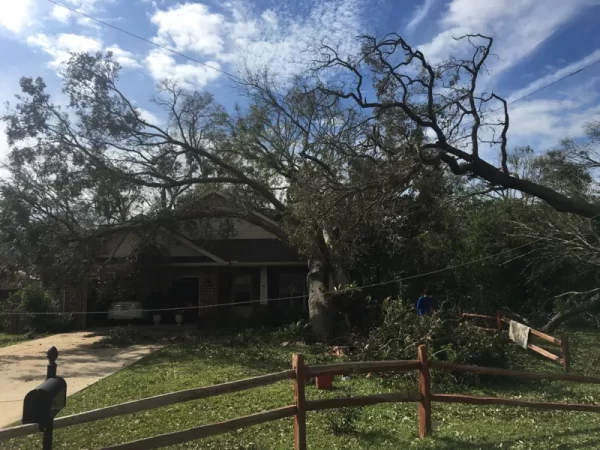 Knowing when it is time to remove a tree – LogCutters